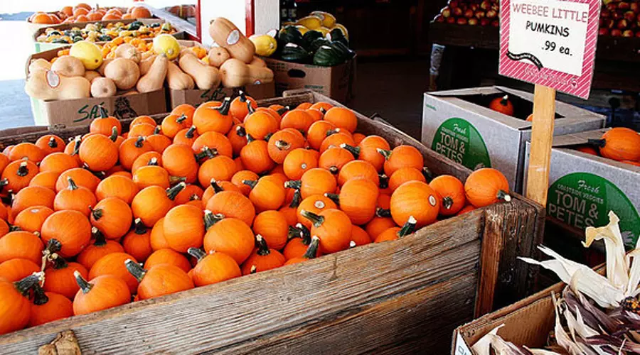 Pumpkin VB Pumpkin Amerikan kädi görnüşi, esasanam ýalňyz adamlar üçin ösýär. Olar ownuk, süýji tagamly we kalsiý, magniý, kaliý, fosfor we beta-karotine baý.