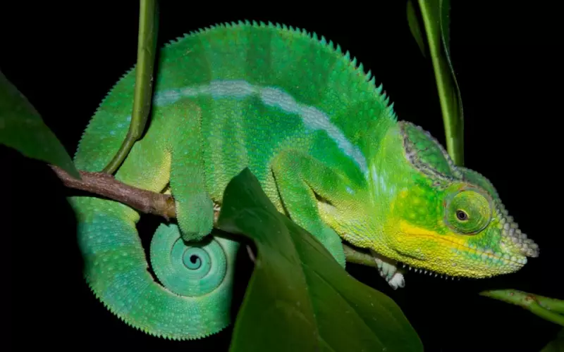 Biology versus physics Mo se taimi umi lava, na talitonu ai le au suʻesuʻe, o sela tutasi o le chromatophore o loʻo iai pigment e nafa ma le suia o le lanu o le chameleon's integument. Ae pei ona i ai, o lenei masini e sili atu ona tutusa ma fisiki ma nanomaterial nai lo biology.