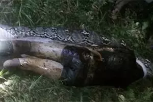 Python killer: qof maqan ayaa laga helay caloosha bahal weyn oo 7 mitir ah