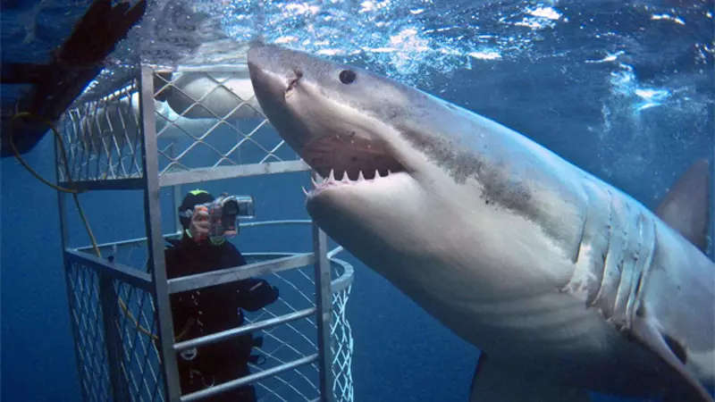 Sud-àfrica, Austràlia Submarinisme amb taurons A Sud-àfrica i Austràlia, el programa es pot diversificar bussejant a l'oceà per als taurons. Se us posarà en una gàbia, es llançarà esquer i es baixarà a l’aigua. La gàbia no té parets de protecció ni d’acrílic ni d’altres, i de l’equip només tindreu un neoprè i una màscara amb un tub connectat als dipòsits d’oxigen, per la qual cosa és millor no ficar els braços i les cames darrere de les reixes.