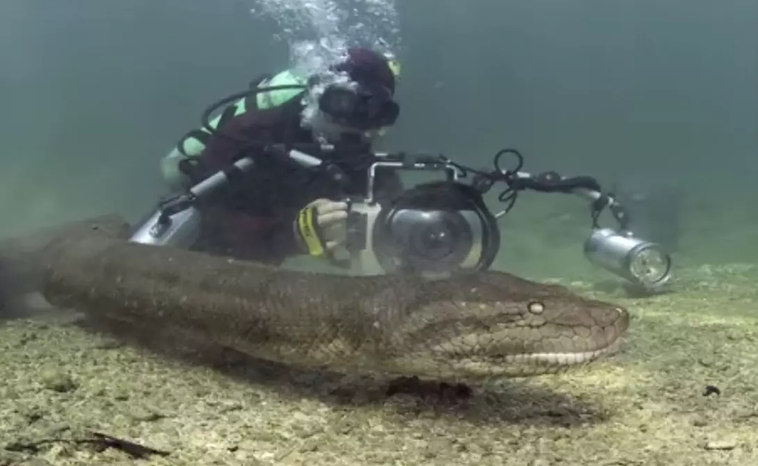 Anaconda gigante Anaconda si trova nel bacino amazzonico. L'habitat naturale di questi pericolosi serpenti è il fiume e la palude, dove è conveniente nascondersi quando si caccia la preda. Le anaconda possono raggiungere proporzioni gigantesche: ci sono testimoni che affermano di aver visto un serpente lungo venti metri. Questo è abbastanza reale: nel 1998, una delle spedizioni scientifiche catturò un'anaconda alta 15 metri.