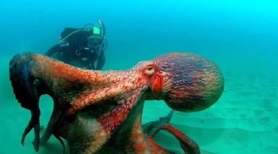 Ndị ọkà mmụta ihe ndị dị ndụ chọpụtara n'oge na -adịbeghị anya na octopus DNA adịghị ka ihe ọ bụla ọzọ dị n'ụwa. Wouldnye ga -enwe obi abụọ, n'eziokwu.