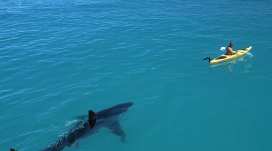 N'akụkụ ụsọ oké osimiri Australia, shark na -eche na ha nọ na tebụl nri mgbe niile. Ọ bụ ihe ijuanya na ndị mmadụ n'ozuzu nwere ike igwu mmiri n'akụkụ osimiri.