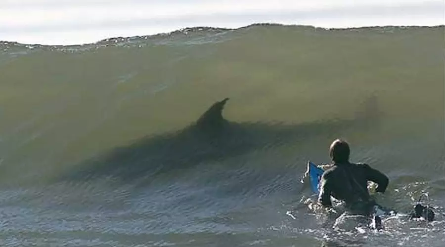 And this is the coastal waters of Cape Town. A pleasant meeting in the waves, what can you say.