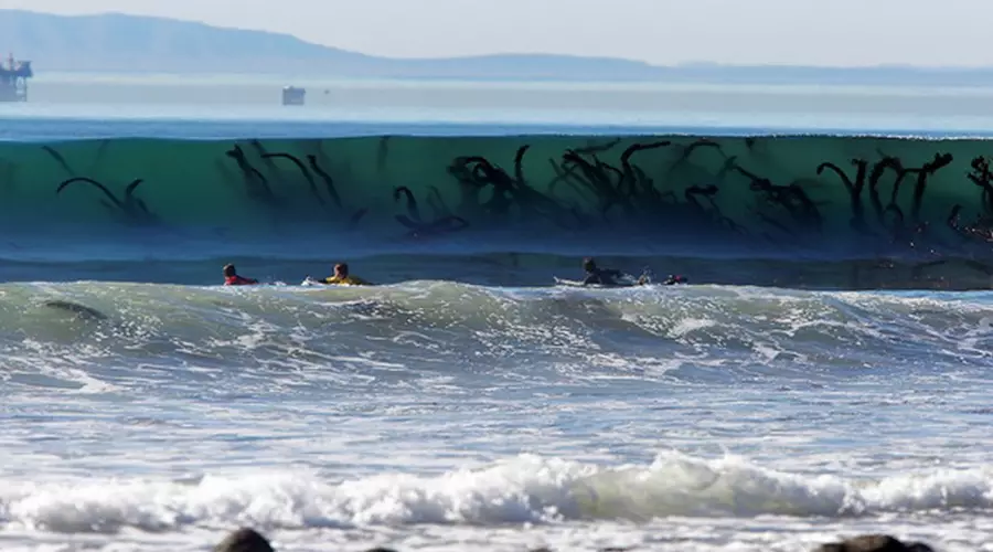 Heureusement, la vague ne cache que des algues aux surfeurs. Avertit probablement.