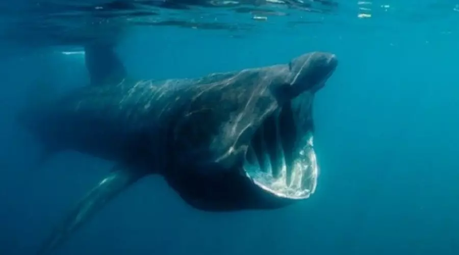 Fortunately, whale sharks feed on plankton and therefore are not dangerous to humans. But it looks creepy!