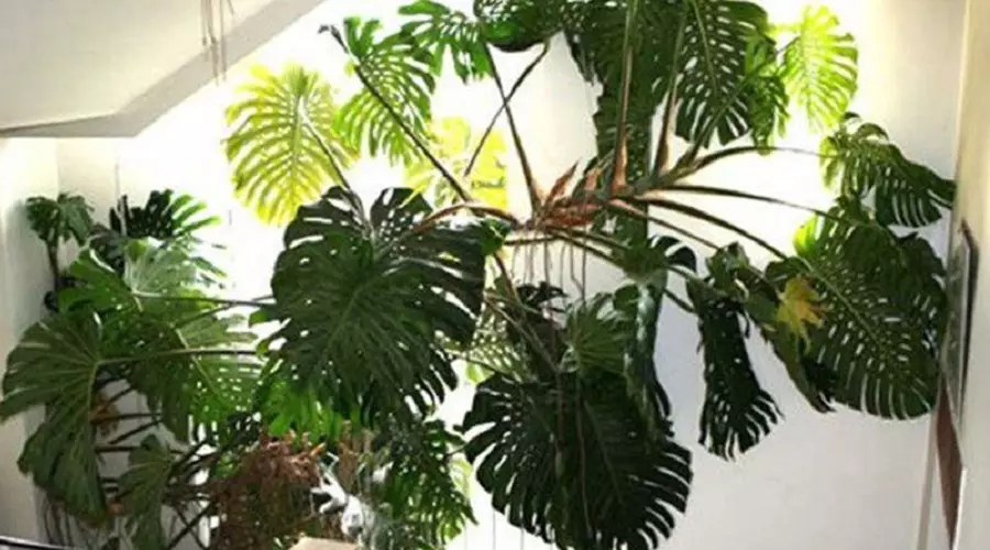 Monstera Der Name der Pflanze selbst weist schon ein wenig auf die mögliche Gefahr hin. Unwissende können das Monster ins Kinderzimmer stellen und sich dann fragen, warum das Kind so oft krank ist. Tatsache ist, dass die Pflanze sich von den Schwachen ernähren kann.