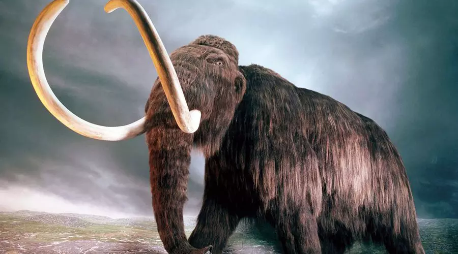 Mammoth Sebenarnya, mammoth hilang dari muka Bumi tidak lama dahulu. Kira-kira enam ribu tahun yang lalu, terdapat banyak haiwan yang hebat ini. Kini para saintis sedang menyiapkan projek untuk menghidupkan kembali mammoth: tahun depan, embrio yang dibuat dalam tabung uji akan ditempatkan bersama ibu pengganti, seekor gajah. Diandaikan bahawa melahirkan anak lembu akan memakan masa sekurang-kurangnya enam ratus hari.