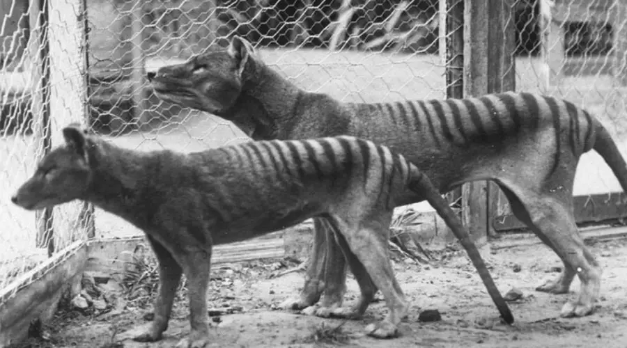 Harimau Tasmania Pada awal abad yang lalu, harimau Tasmania diburu pada skala yang belum pernah terjadi sebelumnya. Pembunuhan beramai-ramai! Ahli biologi dari Cambridge akan menebus kesalahan manusia sebelum spesies ini - syaitan Tasmania yang diklon dari DNA akan muncul pada tahun 2020.