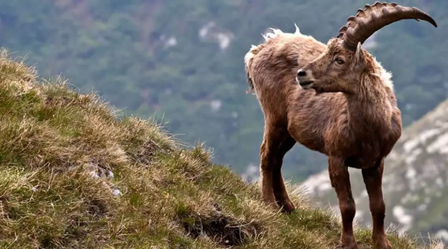 Ni ọdun 2000, aṣoju ti o kẹhin ti ibex Pyrenean nla naa ku. Awọn onimo ijinlẹ sayensi ni lati ṣiṣẹ ni bii akoko kanna ati ni ọdun to kọja wọn ṣakoso lati dagba ẹda oniye gidi kan. Otitọ, ọmọ naa wa laaye fun iṣẹju 7 nikan, ṣugbọn awọn oniwadi gbagbọ pe laipẹ wọn le mu ẹranko ti o ni ilera pipe jade.