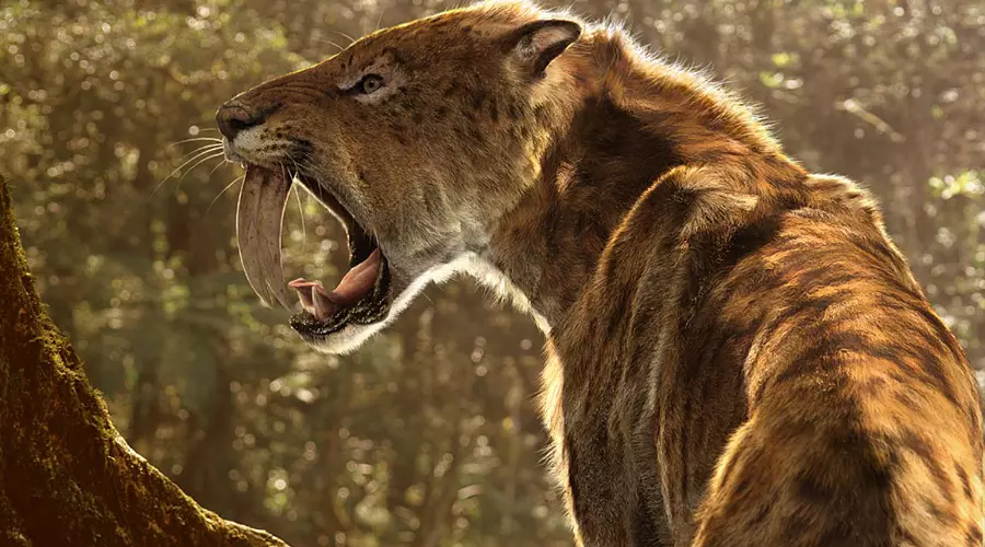 ខ្លា Saber-toothed Tiger ខ្លា saber-toothed Tiger បានក្លាយជាសត្វដំបូងគេនៅលើភពផែនដីដែលត្រូវបានបំផ្លាញដោយមនុស្ស។ ប្រហែល ១១ ពាន់ឆ្នាំមុនជីដូនជីតាឆ្ងាយរបស់យើងដោយសារហេតុផលខ្លះមិនចូលចិត្តឆ្មាដែលមានចង្កូមទាំងនេះហើយសម្រេចចិត្តដកវាចេញ។ នាពេលថ្មីៗនេះសមស្របសម្រាប់សំណល់ក្លូនត្រូវបានគេរកឃើញនៅរដ្ឋកាលីហ្វ័រនីញ៉ា៖ គម្រោងបង្កើតប្រភេទសត្វនេះឡើងវិញកំពុងដំណើរការហើយ។