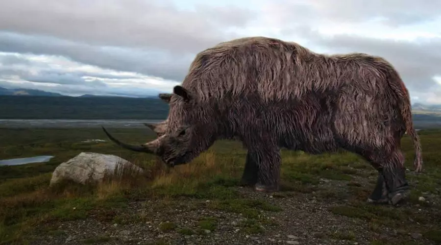 Zvipembere zvine makushe Zvipembere zvemazuva ano zvinorarama zvinofara nguva dzose pasi pezuva rakajeka reAfrica, asi madzitateguru avo ari kure akasarudza kutonhorera zvakanyanya. Kufamba kweArctic kwema biologist kubva kuNantucket kwakaunza zvisaririra zvevhudzi rezvipembere zveDNA kuyunivhesiti yekumba. Mubvunzo wekudzoreredza mhando dzese zvino wazorora chete pamari yeprojekti.