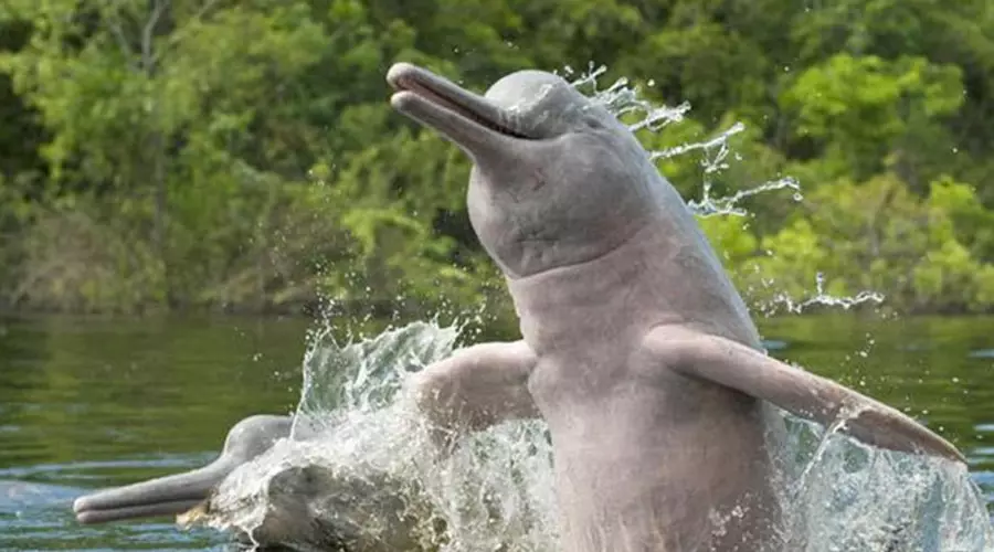 Dolphins Baiji Iċ-Ċiniżi nfushom jgħidu li d-delfini Baiji lanqas biss spiċċaw għal kollox, iżda jgħixu fil-paċi fix-xmajjar. Imma rajna dak li attwalment jiġri fix-xmajjar Ċiniżi - hemm xi ħaġa ħajja? Illum, ix-xjentisti fl-istess ħin qed isolvu żewġ mistoqsijiet: kif tirrestawra speċi mitlufa u fejn issib ħabitat ġdid għaliha.