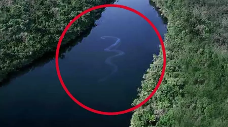 Foto tirada de um helicóptero. Imagine o tamanho real desta anaconda!