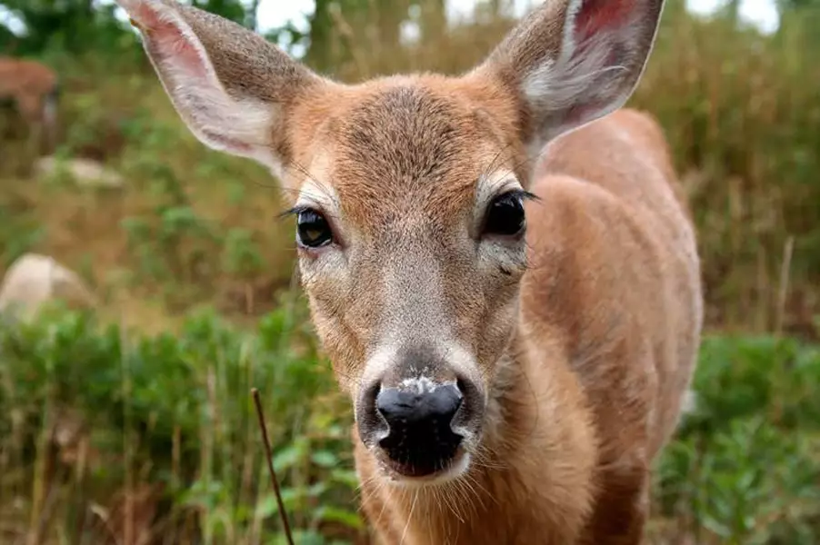 Hele herten Krokodillen beschouwen Florida als hun rechtmatige vrije man. Ze kruipen onbevreesd de golfbanen op, jagen jagers weg en jagen soms zelfs op mensen. In de buik van een van de enorme monsters vonden ze een heel, niet gekauwd en nog niet verteerd hert.