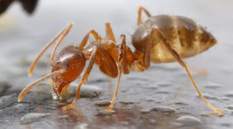 Himbeerameisen Nylanderia Fulva Zwischen dieser Art und Feuerameisen herrscht ein echter Krieg. Darüber hinaus ist das Gift der Feuerameisen bis zu dreimal so giftig wie das Insektizid DDT, dh sie können die meisten anderen Insekten zerstören. Zusätzlich zu den Himbeerameisen: Sie setzen ein spezielles Gift frei, das den ganzen Körper bedeckt und die Gifte anderer Menschen neutralisiert.