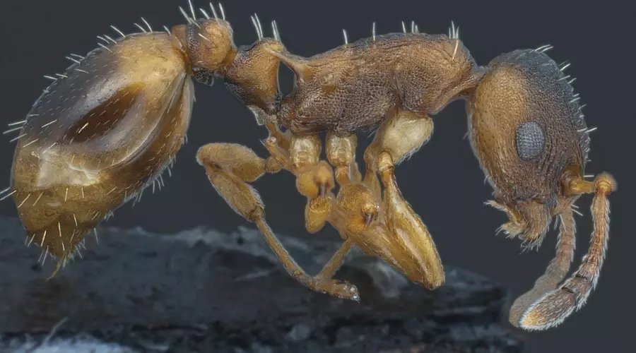 มดโจร Temnothorax Pilagens สายพันธุ์ของมดที่เรียกว่ามดที่มองไม่เห็นหรือมดโจรไม่มีบุคคลที่ทำงานของตัวเอง: มีเพียงนักรบที่แท้จริงเท่านั้นที่ถูกเลี้ยงดูมาที่นี่ พวกเขาโจมตีญาติเล็ก ๆ ลากตัวอ่อนของพวกเขาและใช้เป็นทาส แบบนี้เรียกว่าได้ยังไง? ถูกต้องแล้ว สังคมประชาธิปไตย