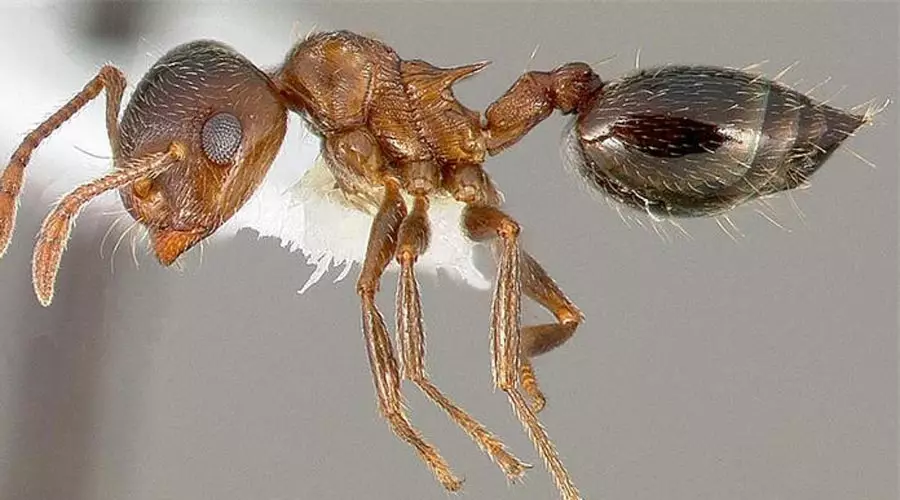 มดเคมี Crematogaster Striatula มดแอฟริกันของสายพันธุ์นี้กินปลวกขนาดใหญ่ ที่ท้องพวกมันมีต่อมพิษ เมื่อเห็นปลวก มดจะพ่นพิษที่ทำให้เป็นอัมพาตและกินเหยื่อที่กระตุกด้วยความสยดสยองทั้งเป็น