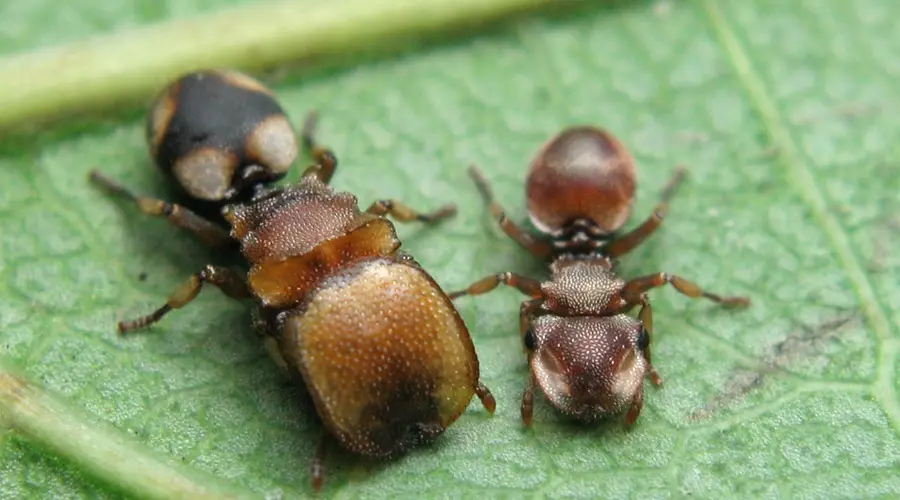 ミラーアリCephalotesSpecularis Cephalotes Specularis種は、より好戦的な同族体であるCrematogasterAmplaに寄生するように適応しました。彼らは食料の供給源を見つけるまで、戦士の部族の監視を手配します。ここでスパイの戦術は完全に変わります。CephalotesSpecularisは彼らが競争相手であるふりをし、好戦的な兄弟は敵を撃退するために作られていますが、彼らは単に食べ物を盗んで逃げます。