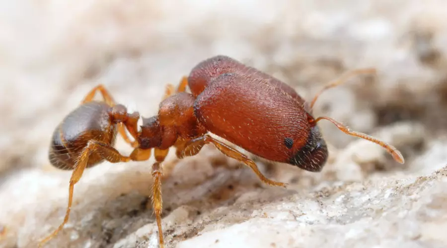 Warrior Ants Pheidole大きな頭のアリは、カーストの1つが他の2つよりもかなり大きな頭を持っているため、そのように名付けられました。普通の労働者、少し大きい兵士、そして本当に巨大なスーパーウォリアーがいて、その頭は普通の兵士の3倍です。