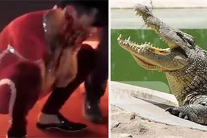 The crocodile bit off the clown's face right during the performance. Real video