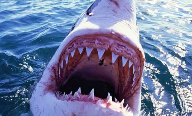 Great white shark attacked a surfer: real video