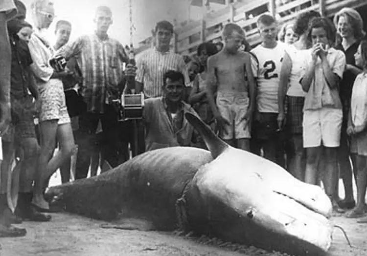 Gewicht haai: 807 kg. Walter Maxwell schreef zijn naam in de geschiedenis als een visser die het geluk had een van de grootste tijgerhaaien te vangen. Voor de kust van Myrtle Beach, South Carolina, jaagde het in 1964 op een 807-pond tijgerhaai. Niemand kon zijn record in 40 jaar overtreffen.