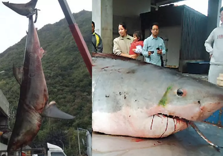 Timbang ng pating: 1750 kg. Sa pagsisikap ng 10 mangingisda noong 2012, isang malaking puting pating na may bigat na 1750 kg ang naabutan sa Taiwan. at 6 metro ang haba. Ang naninirahan sa kailaliman sa ilalim ng tubig ay naging mabigat kaya't hinila siya ng mga mangingisda sakay ng barko sa loob ng isang oras.