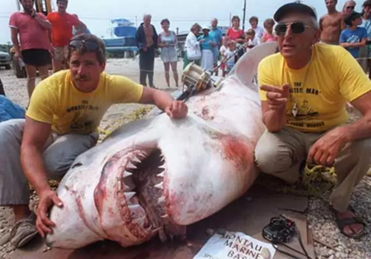 Gewicht haai: 2041 kg. Om in 1964 onder meer een grote witte haai te vangen, nam Frank Mandus vijf harpoenen mee. Na 5 uur confrontatie gaf de haai het op. Het gewicht van de prooi was 2041 kg.