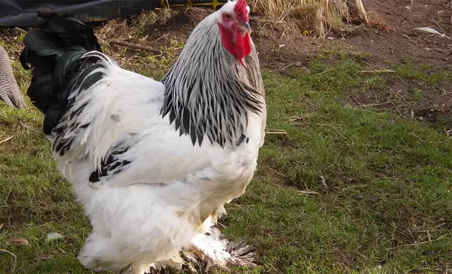 A giant rooster surprised Russia: it really has not been seen here yet