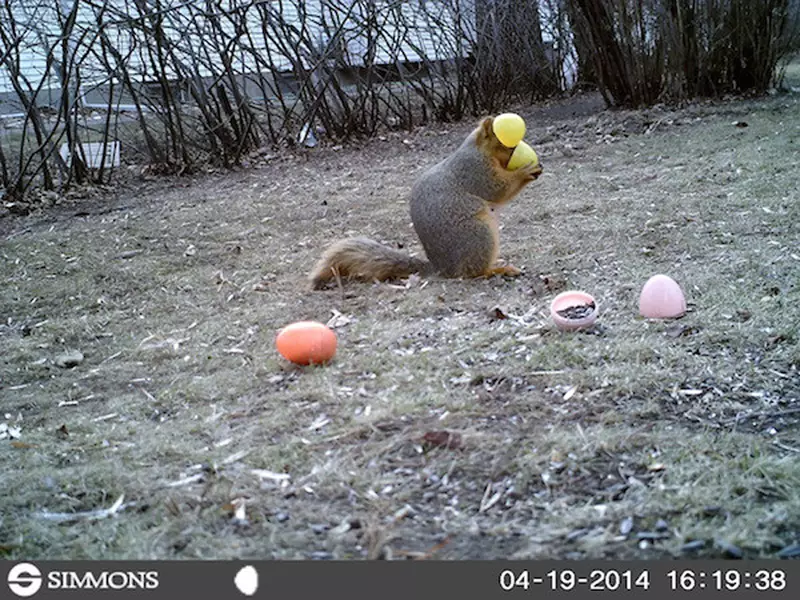 Squirrel, that's enough. Squirrel, your family is waiting for you, don't drink