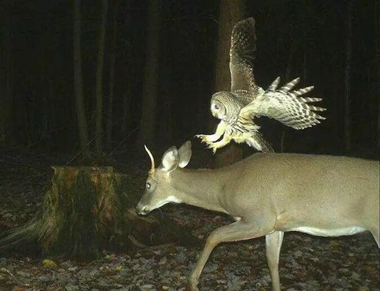 Je größer das Gehäuse, desto lauter fällt es!