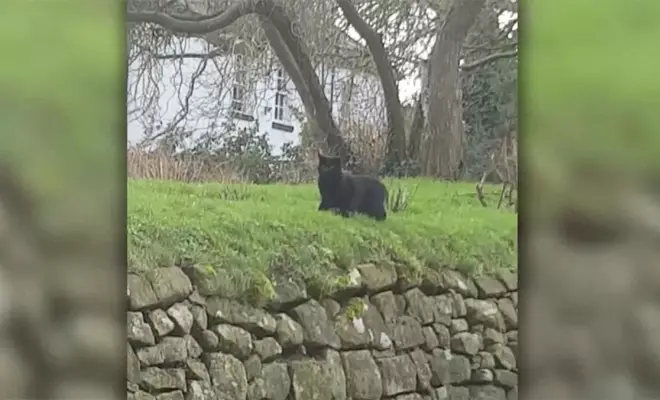 Paranormal na pusa ang nakikipaglaban sa multo ni Bruce Lee