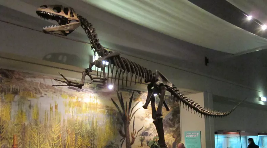 Megalosaurus ປະຊາຊົນມີຄວາມສົນໃຈໃນໄດໂນເສົາພຽງແຕ່ໃນປີ 1924, ເມື່ອພົບຊາກ Megalosaurus ທໍາອິດ. ກະດູກຂອງລາວກະຕຸ້ນໃຫ້ເກີດການຂະຫຍາຍຕົວທາງດ້ານໂບຮານຄະດີແທ້:: ແມ່ນແຕ່ນັກສະັກຫຼິ້ນກໍ່ຟ້າວໄປຂຸດດິນ. ການສຶກສາຂອງ Megalosaurus ໄດ້ອະນຸຍາດໃຫ້ນັກຊີວະວິທະຍາເຂົ້າໃຈວ່າສິ່ງທີ່ມີຊີວິດຢູ່ເທິງໂລກມີລັກສະນະເປັນລ້ານປີກ່ອນ.