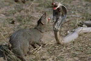 Zvērinātu ienaidnieku, melnās mambas un mangustu cīņa: video