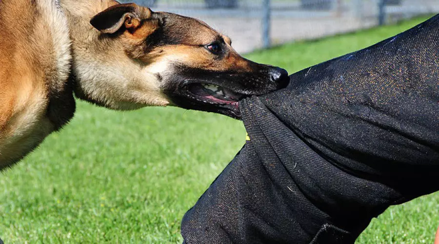 Özüňe aşa ynamly itler gorky duýýarlar. It size aç-açan agressiw niýet bilen ýakynlaşsa, hiç zat hakda pikir etmezlige çalşyň. Mümkin bolup biljek netijelere öňünden baha bermek diňe wagt ýitirmek we haýwana ejizligiňizi görkezmekdir. Gözlere serediň, zerur bolsa gygyryň. Hatda iti urup bilersiňiz, nirededigini oňa habar beriň. It däli bolsa ýokardakylaryň hemmesi ýatyrylýar. Şeýle zatlardan mümkin boldugyça uzak durmak has gowudyr.