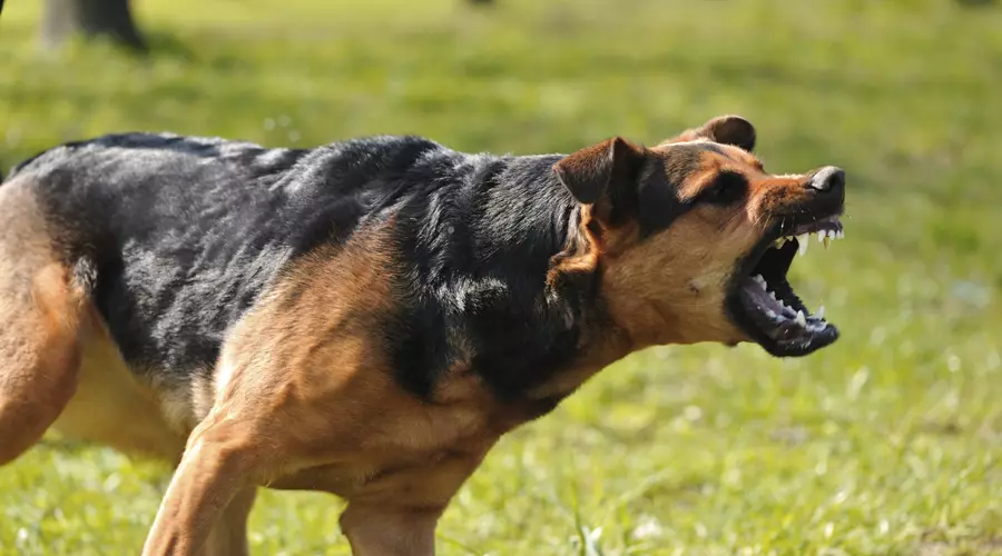 Kurangaza Gerageza kurangaza inyamaswa imyenda yose. Tanga ikoti ukunda, ndetse ucire ku gikapu hamwe na mudasobwa igendanwa: inshinge 40 mu gifu mu bitaro ntabwo zikwiye.