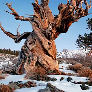 Gli alberi più antichi del pianeta