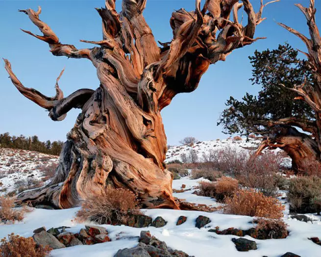 Methuselah شجرة الصنوبر هذه بين الجبال يبلغ عمرها 4841 عامًا وهي أقدم كائن حي غير نسيلي على وجه الأرض. يتم الاحتفاظ بالموقع الدقيق لـ Methuselah سراً لإبقائه بعيدًا عن أعين الجمهور (تم قطع شجرة أقدم عمرها 4900 عام تُدعى بروميثيوس بواسطة باحث في عام 1964 بإذن من السلطات الأمريكية) ، ولكن بشكل عام تنمو الشجرة في محمية إنيو الوطنية في الجبال البيضاء في ولاية كاليفورنيا الأمريكية. يمكن للناس اليوم الدخول إلى الغابة حيث تنمو ، لكن عليهم أن يخمنوا بأنفسهم أي منهم هو متوشالح.