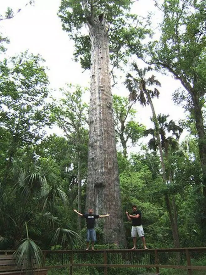 Senátor Osud rybníka cypřiše jménem Senator se ukázal být docela smutný. Tento 36metrový strom, který rostl na okraji města Longwood v americkém státě Florida, byl starý asi 3 500 let, dokud se v roce 2012 místní narkoman nerozhodl zapálit ho zevnitř, aby „sledoval, jak hoří“. Požár, který nestihli uhasit, dívka natočila. Strom sloužil jako referenční bod pro starověké indiány a v minulém století zažil několik silných hurikánů.