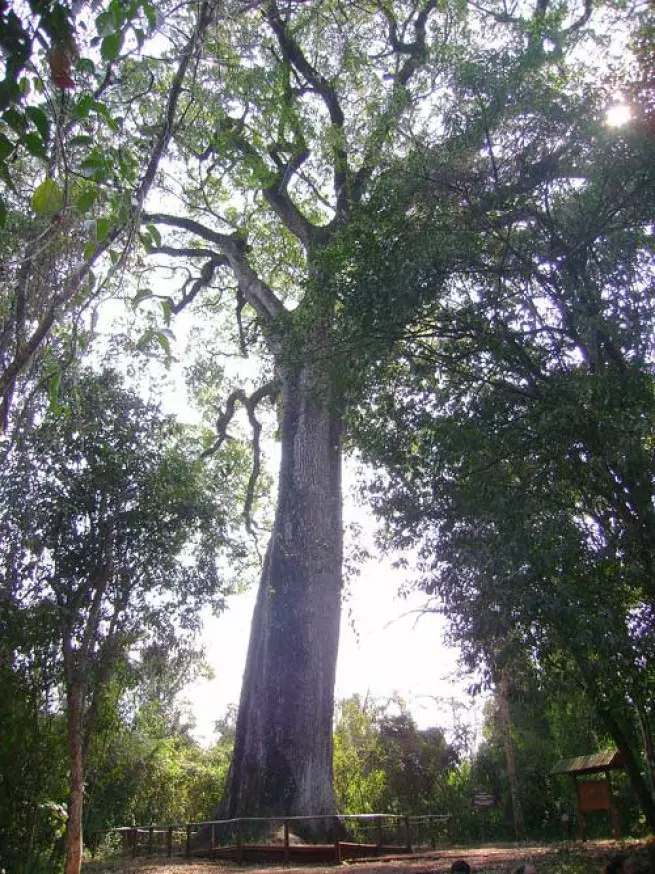 Patriarca da Floresta Tento strom druhu Cariniana legalis zvaný Patriarca da Floresta roste v Brazílii a je přibližně 3000 let starý. Jedná se o nejstarší jehličnatý strom v zemi. Patriarca da Floresta je považována za posvátnou, ale obecně jsou stromy tohoto druhu aktivně káceny v Brazílii, Kolumbii a Venezuele.