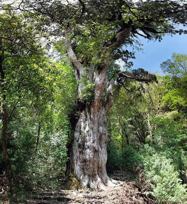 Yeomon Suji Nejstarší cypřiš, Yeomon Suji, na ostrově Yakushima v Japonsku, je jedním z důvodů, proč je celý ostrov zapsán na seznam světového dědictví UNESCO. Strom je starý přes 2 000 let, ačkoli někteří odborníci tvrdí, že je starý přes 5 000 let. Podle jejich teorie je Yeomon Suji nejstarším stromem na planetě. Bez ohledu na správnost čísel musí být tento strom v této kolekci přítomen.