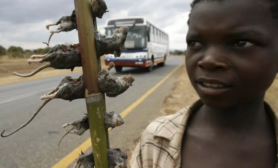 V Malawi se jedí vařené krysy. Můžete si je koupit přímo na okraji silnice.