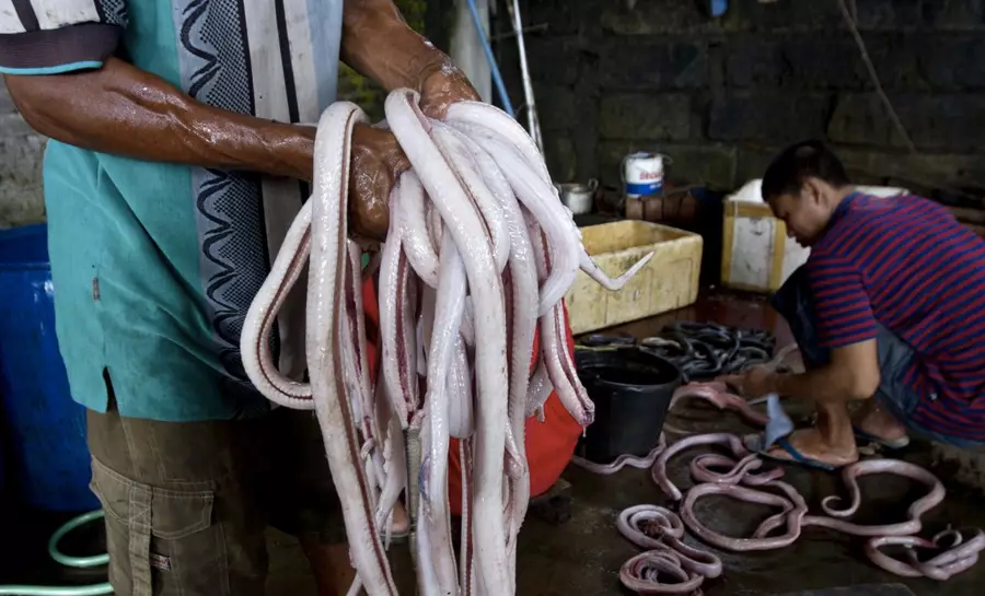 Carnea de cobra este servită la un restaurant chinezesc din orașul antic Yogyakarta, Java. Se servește ca parte a unui hamburger.