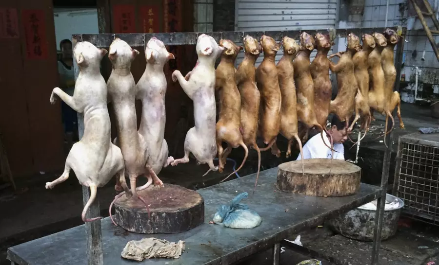 A ranar da ake shirin bazara, ana dafa naman kuliyoyi da karnuka a garin Yulin na kasar Sin. Wannan muguwar al'ada ta kasance sama da shekaru 600. Kowace shekara, bikin yana haifar da manyan zanga-zanga a duk faɗin duniya: miliyoyin masu kare dabbobi suna buƙatar yin watsi da al'ada kuma su koma zuwa sanannun abinci.