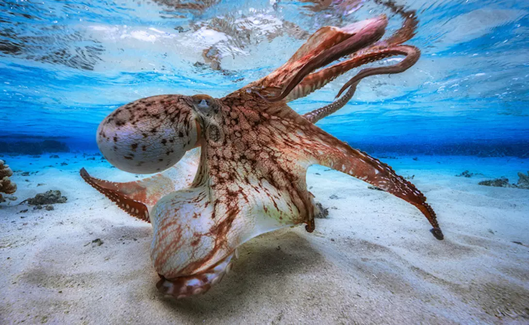 Dancing Octopus Nominéiert: Grand Prize Gepost vum Gabriel Barathyu Dësen Octopus ass guer net sou grouss wéi et ausgesäit. De Gabriel huet et an der Lagun virun der Isle of Mayotte bei Niddereg am Fréijoer gefilmt.