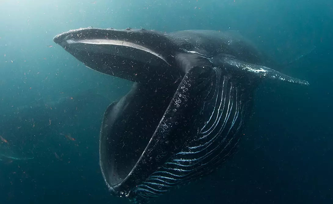 Gigant dalaşgär görkezildi: Portan Tresfon Jeanan portreti, kril üçin aw awlaýan kit awyny surata düşürmek umydy bilen Keýptaun kenaryndan çümdi. We diýseň bagtlydy: açyk agzy bolan bu äpet obýektiwiň öňünde peýda boldy.