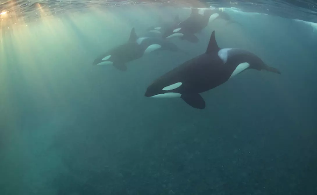 Muurayi Whale Akasarudzwa: Vazhinji Vanovimbisa weBritish Underwater Photographer NaNikolai Georgiou Nikolai anoona semhondi mhondi zvisikwa zvakanakisa uye zvine hungwaru pasi pano. Uyu mufananidzo wakatorwa panguva yekushambira kwevhiki iyo Nikolai akashandisa kumahombekombe eNorway.