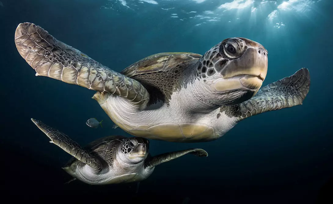 Genomineerde groene schildpadden: portret door Greg Lecourt Tijdens het duiken in Tenerife kwam Greg een paar van deze schildpadden tegen. In de vroege ochtend doorboorden de zonnestralen de waterkolom, waardoor de fotograaf een betoverende foto kon maken.