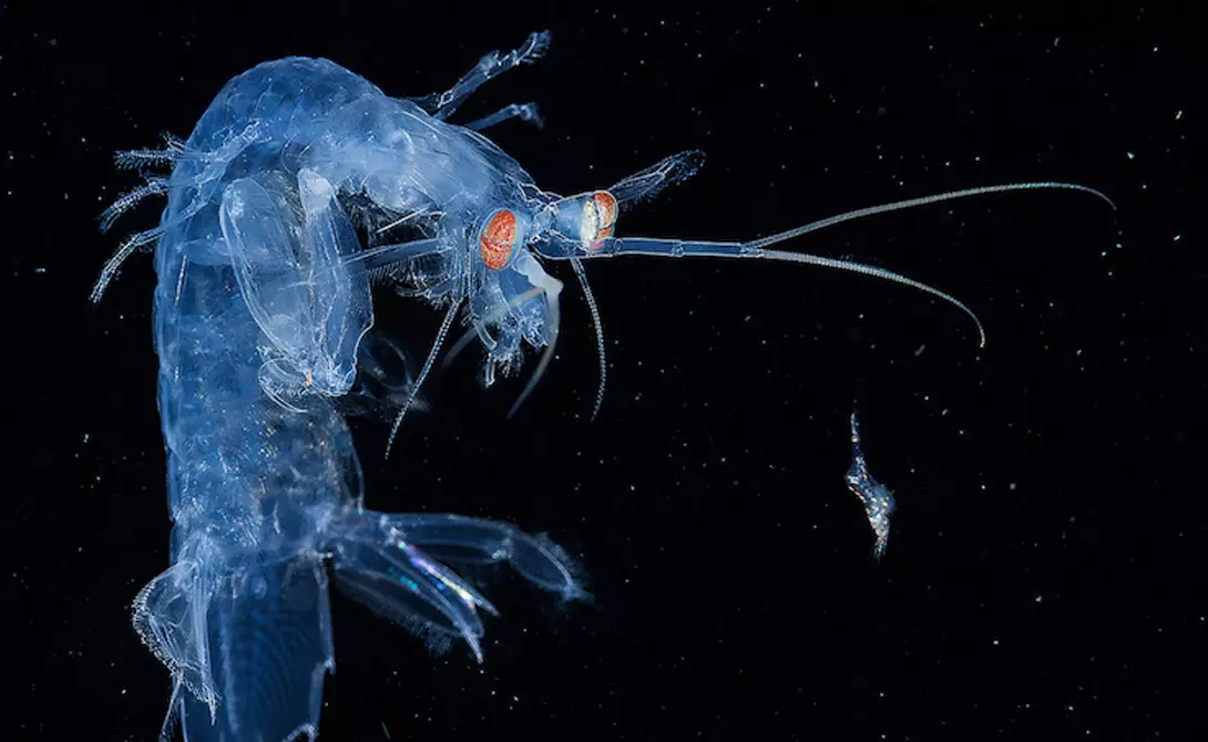 Erauzketa hautagaitza: So Yat Wai-k urpekaritza. Irudia Filipinetako Anilao kostaldean murgiltzen ari zela hartu zen. Mantis ganbaren larba oso txikia bada ere, harraparia da eta badaki ehizatzen. Argazkilariak momentu hau besterik ez zuen lortu.